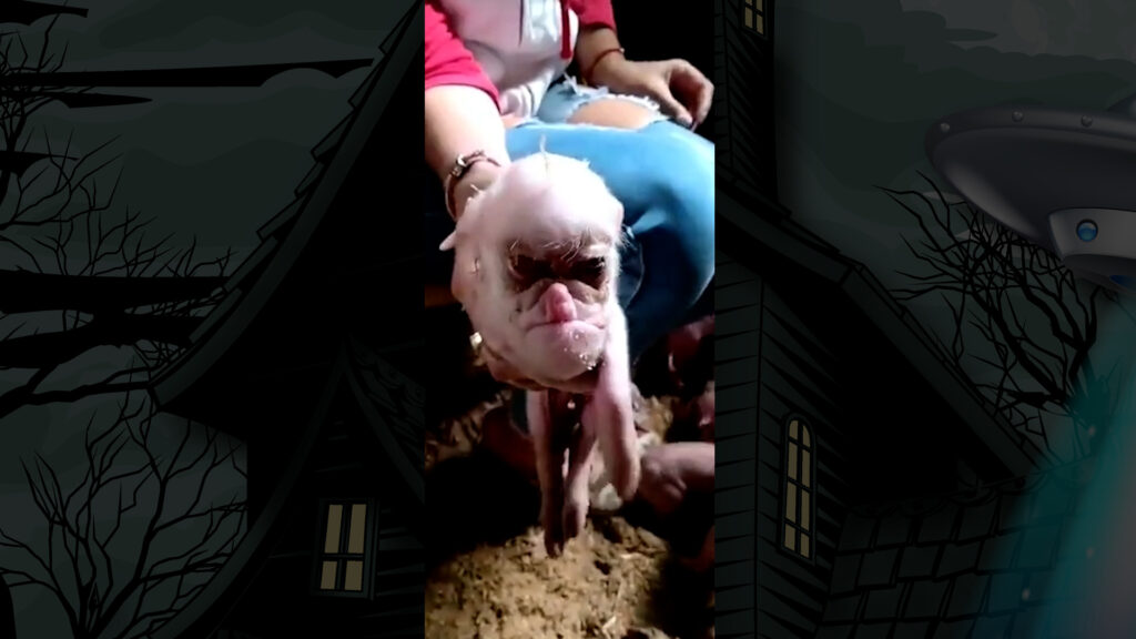 Is This a Leaked Video of a Human-Pig Hybrid Chimera? – 2026